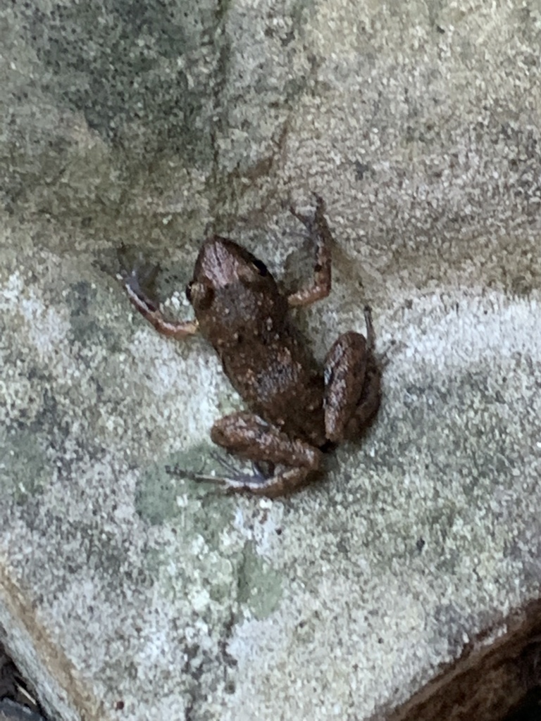 Rio Grande Chirping Frog from Spring Ridge Dr, Manvel, TX, US on July ...
