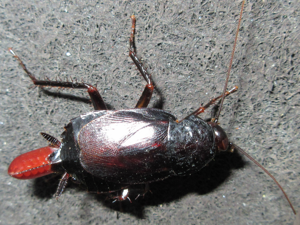 Japanese Cockroach from 용곡한라비발디아파트 on July 20, 2022 by onidiras ...