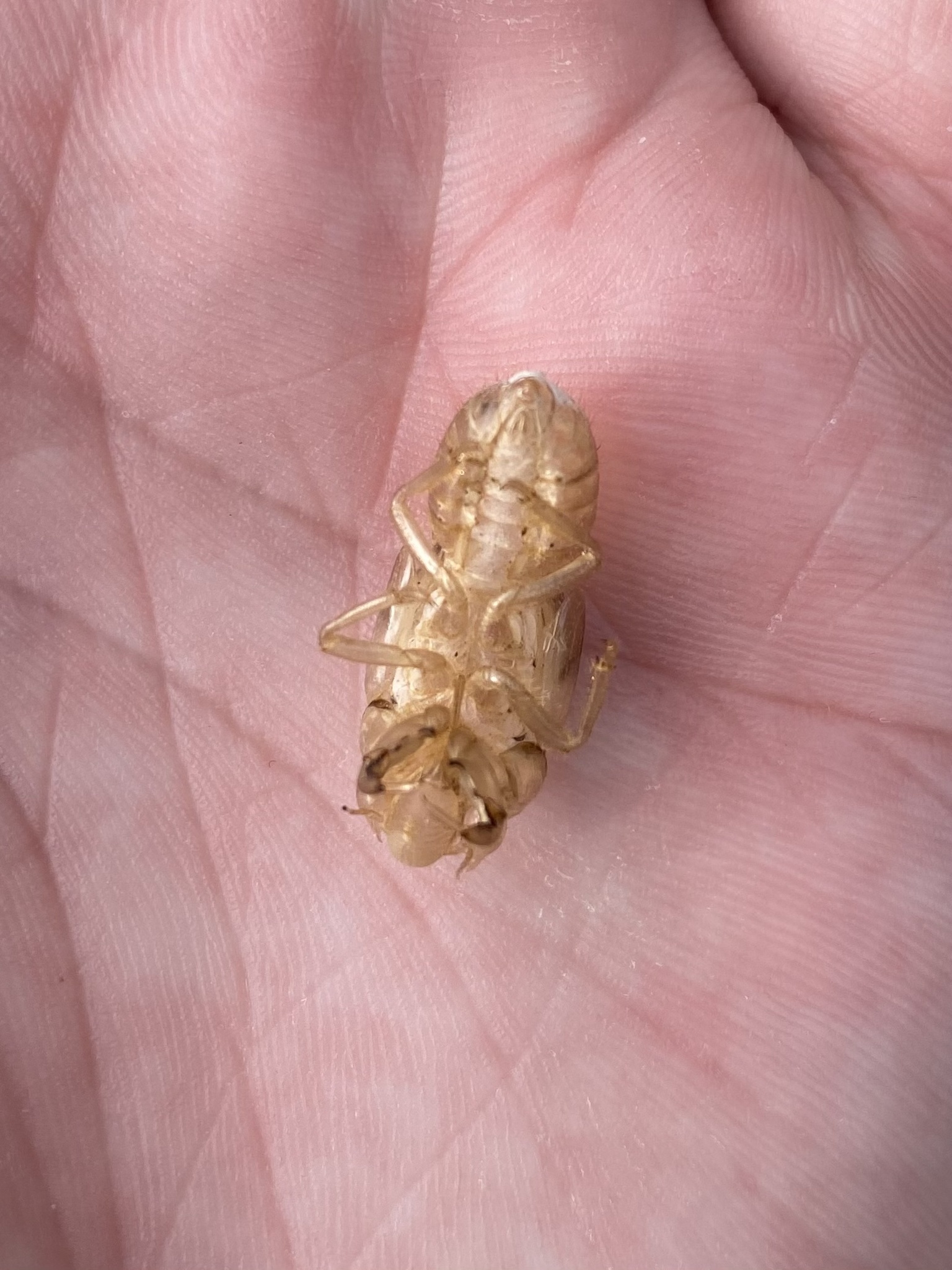 Okanagana catalina Davis, 1936