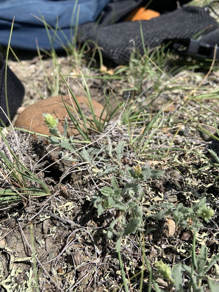 Rayless Tansyaster from Frontier No. 19, SK, CA on July 19, 2022 at 12: ...