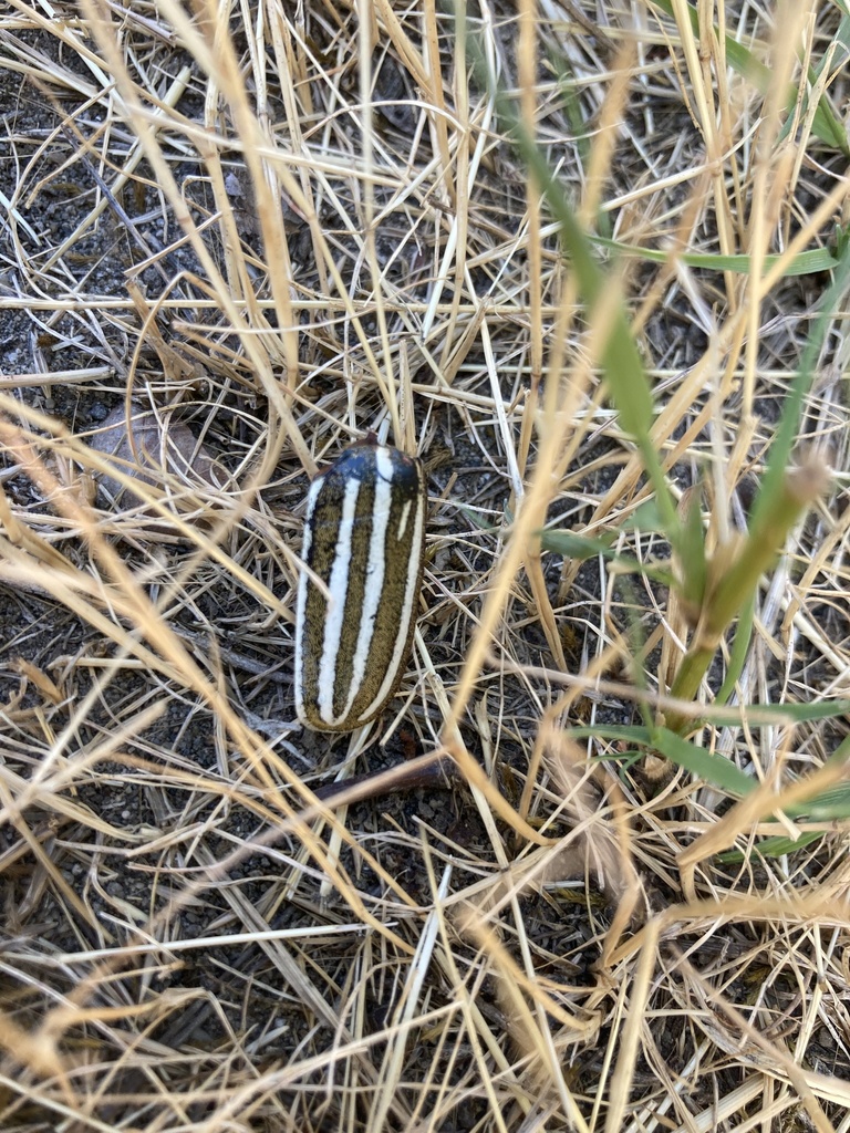 Long-haired June Beetle from Duck Island, Richmond, BC, CA on July 19 ...