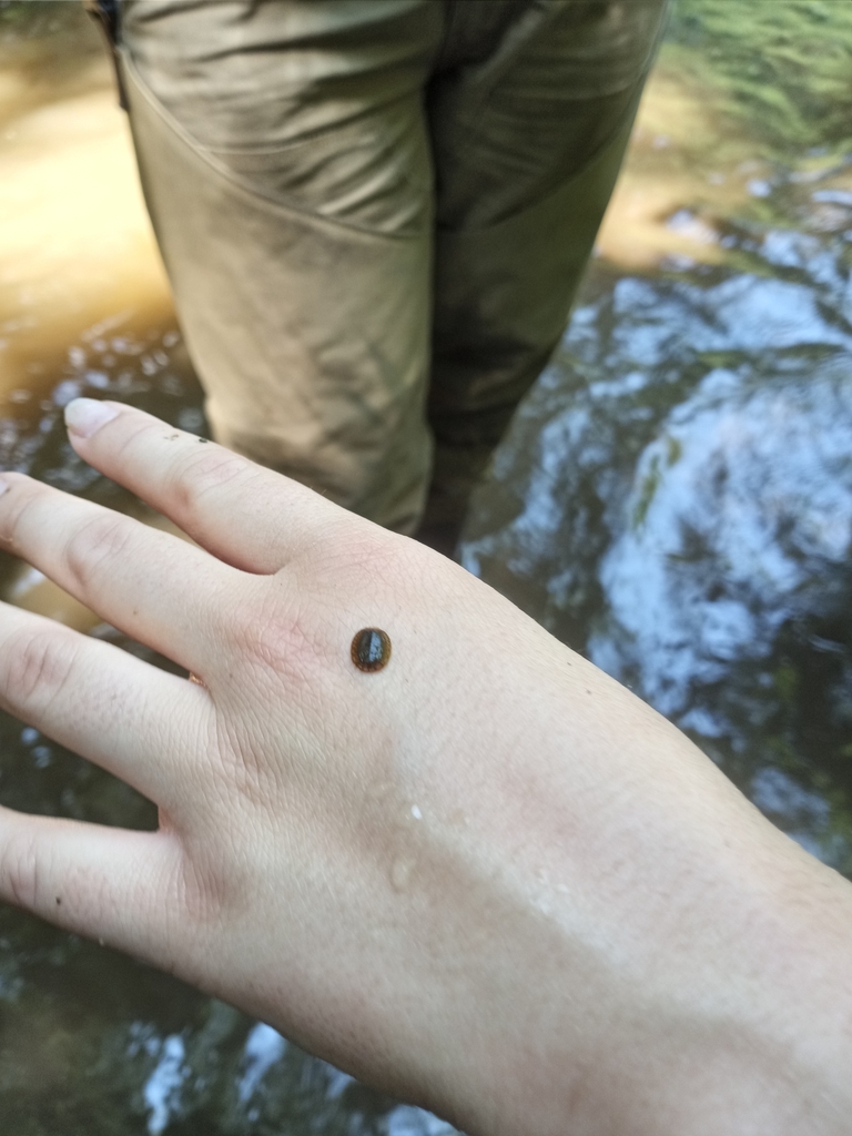 Herrick's Water Penny Beetle from Sadsbury Township, PA, USA on July 19 ...