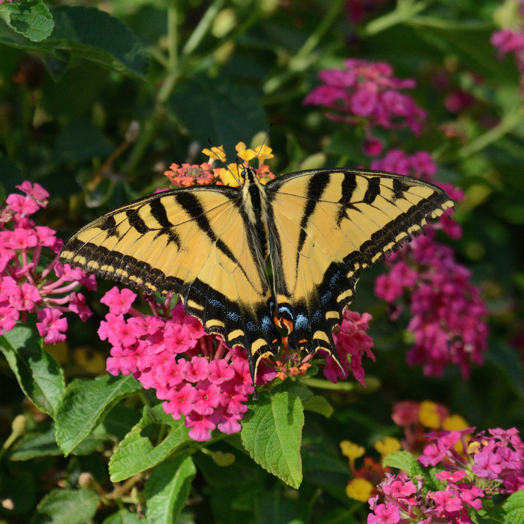 Western Tiger Swallowtail in July 2022 by Daryl Williams · iNaturalist