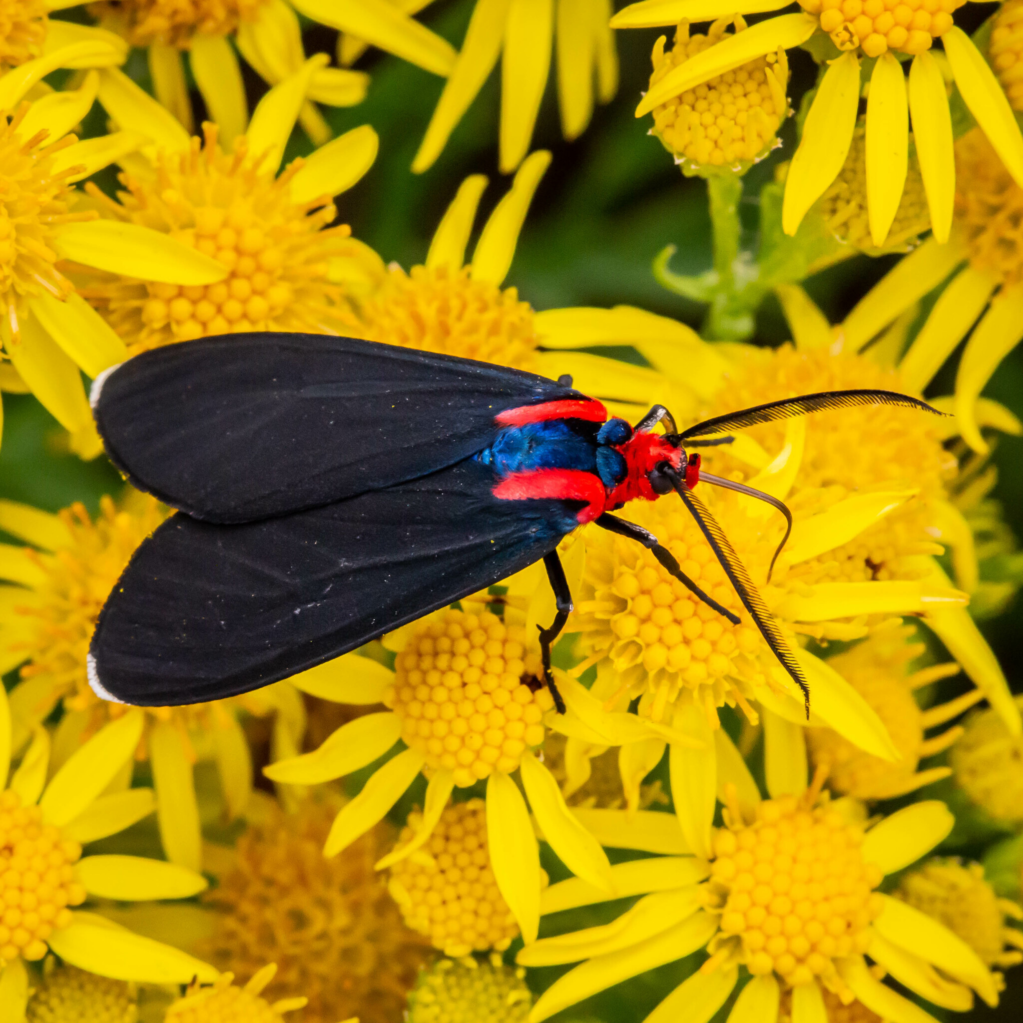 Ctenucha rubroscapus Ménétriés, 1857