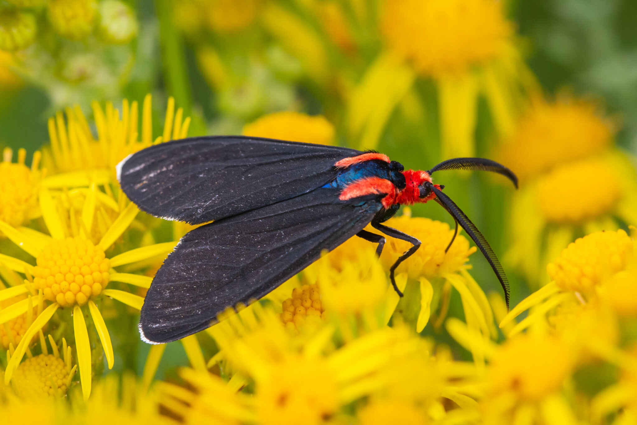 Ctenucha rubroscapus Ménétriés, 1857