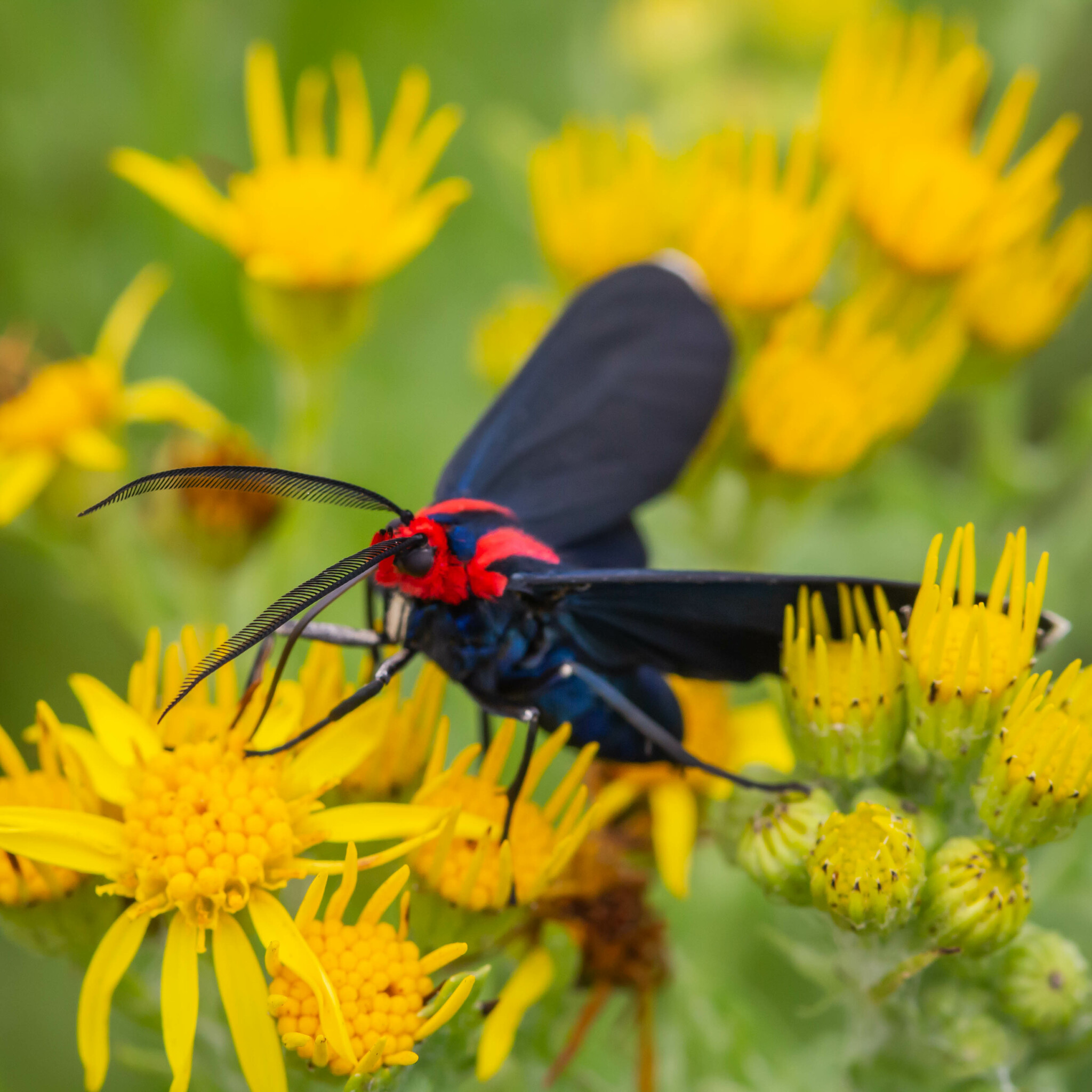 Ctenucha rubroscapus Ménétriés, 1857