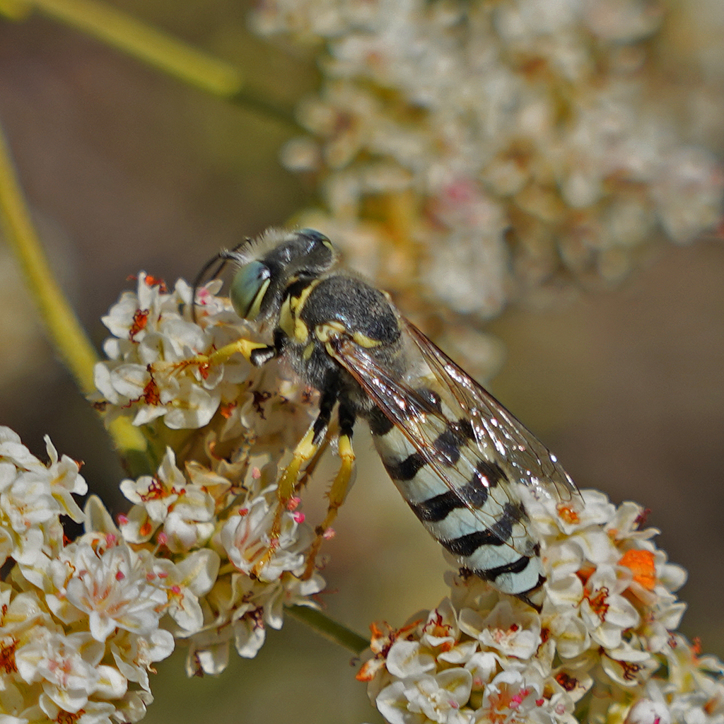 Western Sand Wasp from Santa Ana River, Anaheim, CA, USA on July 19 ...