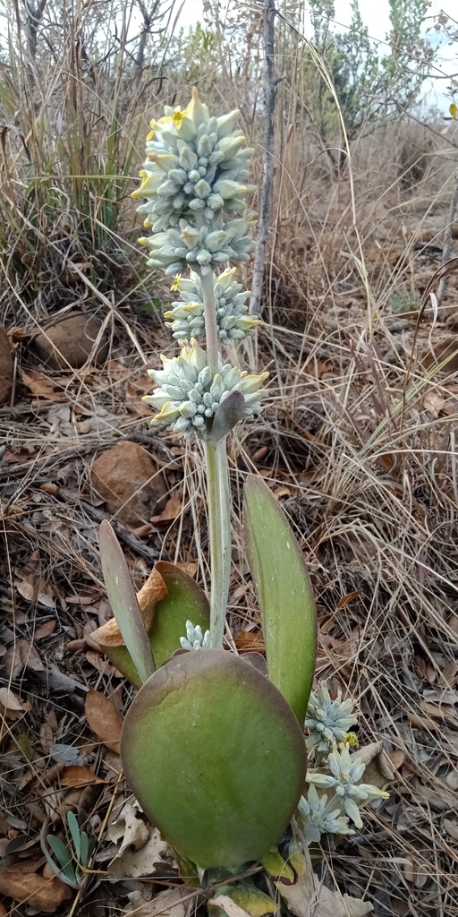 paddle plant from Mookgophong/Modimolle, South Africa on July 19, 2022 ...