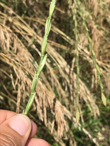 Tall wheatgrass (Elymus elongatus)