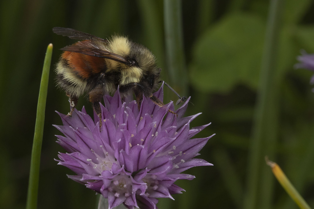 Black-tailed Bumble Bee from Happy Valley-Goose Bay, NL, Canada on July ...