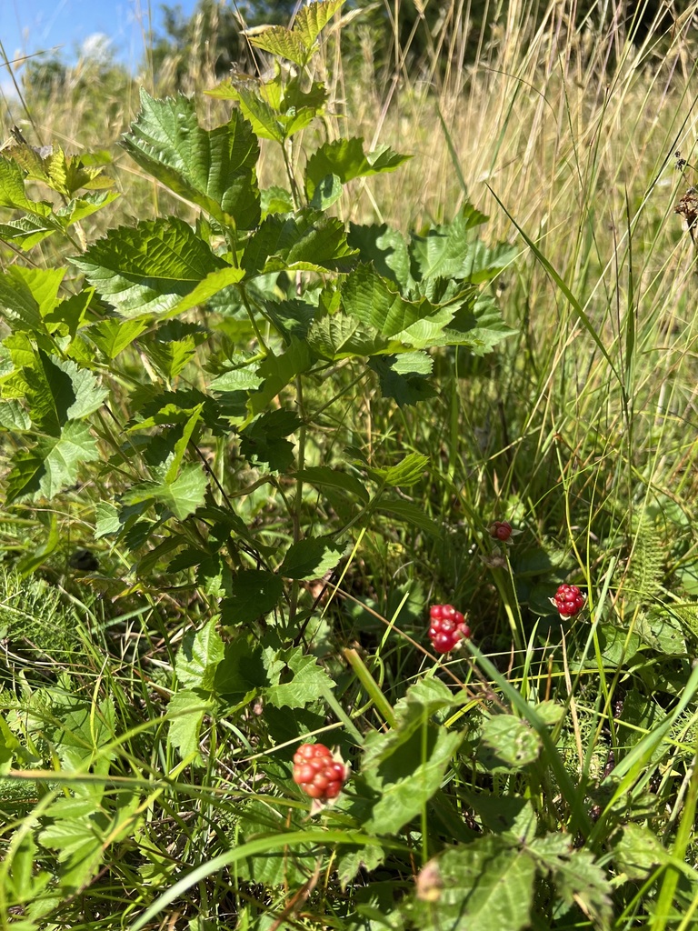 Common Dewberry in July 2022 by rbartgis · iNaturalist