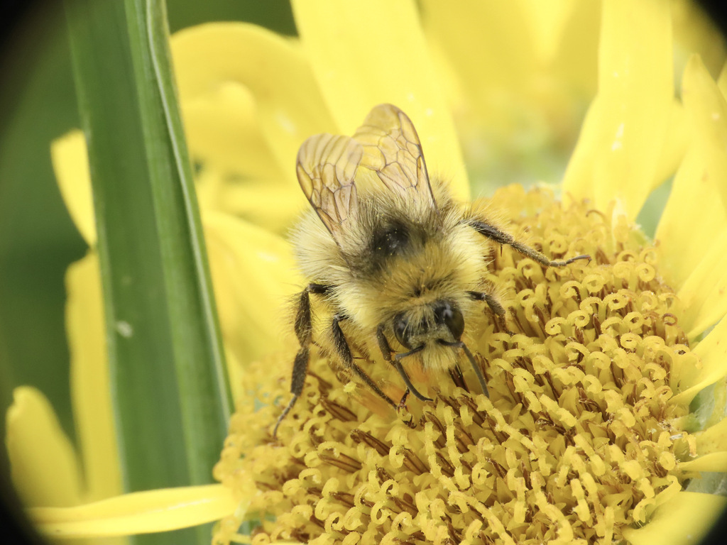 Yellow-Fronted Bumble Bee from Sitka, AK, USA on July 6, 2022 at 02:45 ...