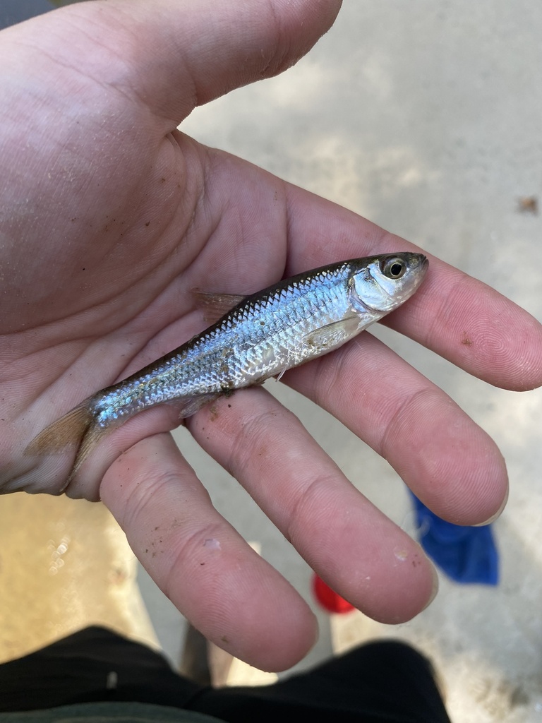 White Shiner in July 2022 by Cole Tiemann · iNaturalist