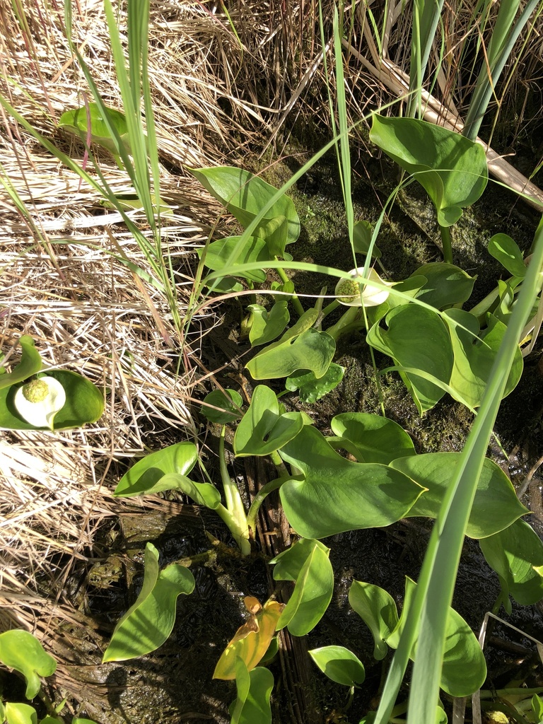 Aroideae in July 2022 by Aaron Charchuk · iNaturalist