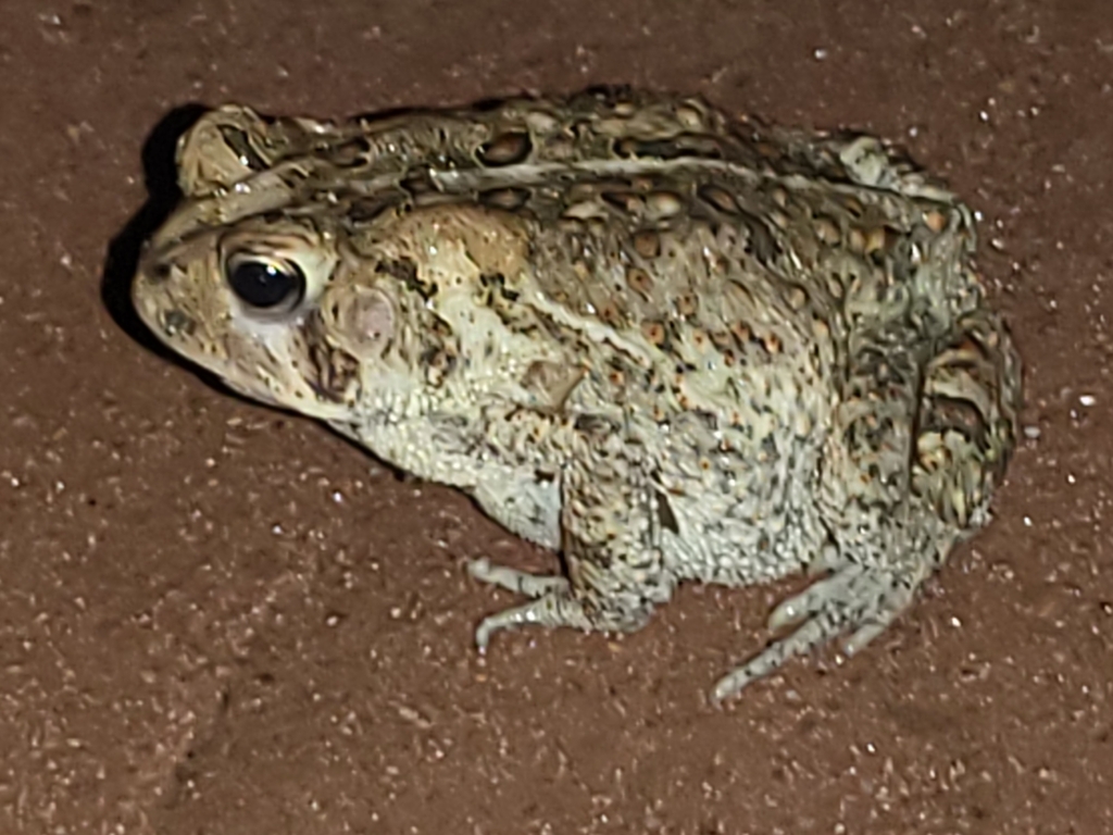 Southern Toad in July 2022 by caische · iNaturalist