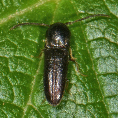 Microrhagus breviangularis · iNaturalist