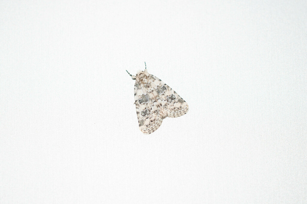 Marbled Beauty from 2616 Renan, Suisse on July 20, 2022 at 01:22 AM by ...