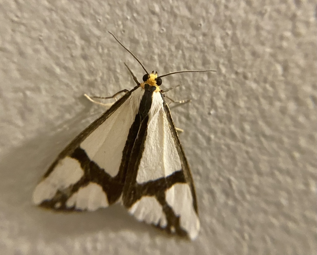 Neighbor Moth from 20th Ave, Arkdale, WI, US on July 18, 2022 at 09:55 ...