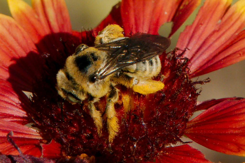 Sunflower Chimney Bee from 3000 W Carson Dr, Littleton, CO 80120, USA on July 19, 2022 at 08:22 ...