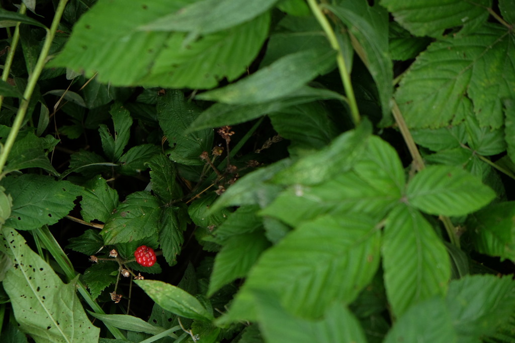Rubus from Reston, VA on July 17, 2015 at 11:32 PM by faerthen ...