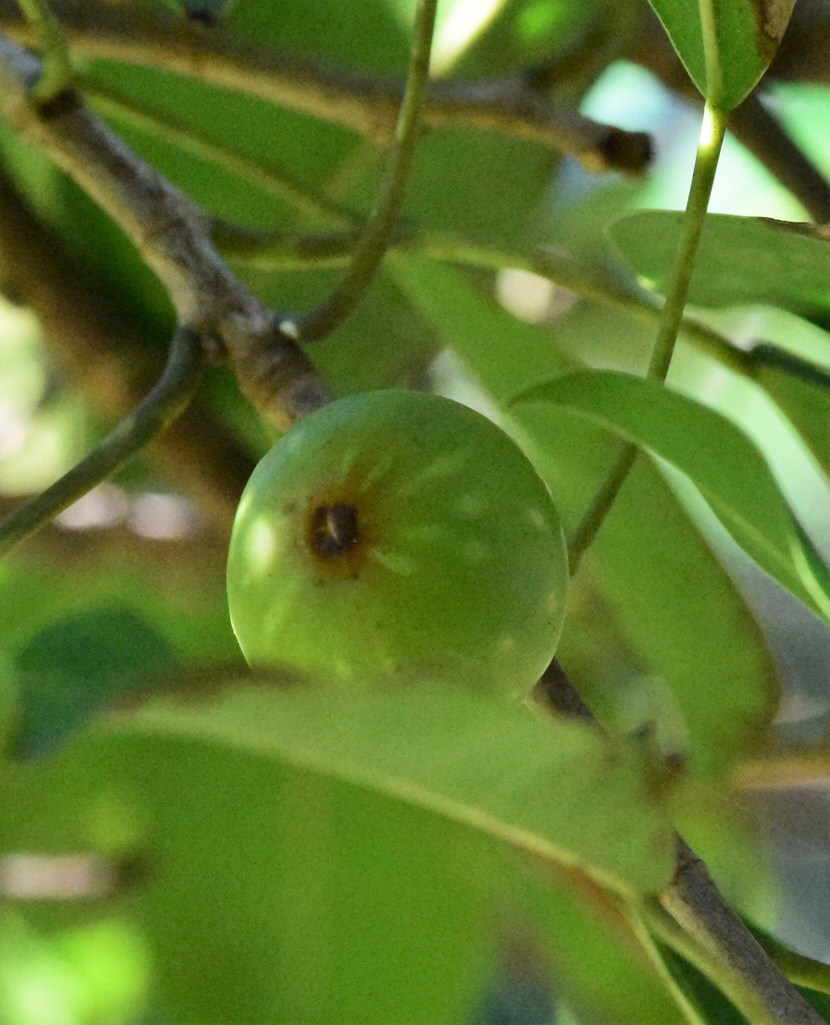 Ficus superba var. henneana (Miq.) Corner