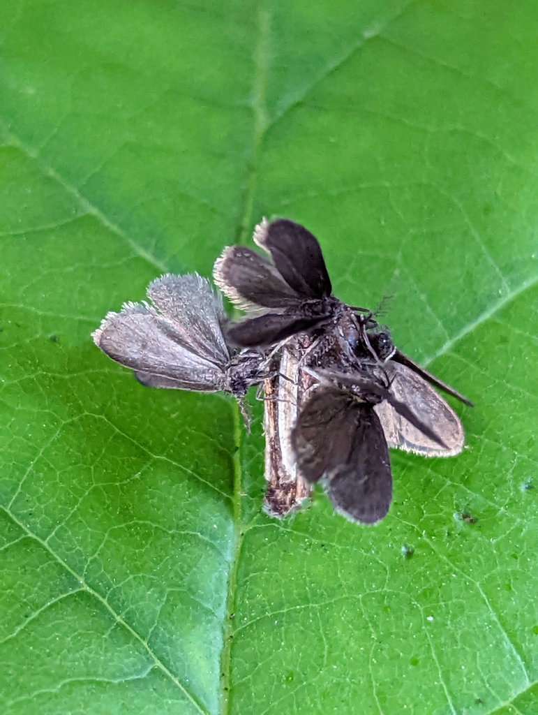 Common Bagworm Moth from University Endowment Lands, BC V6S 0G3, Canada ...