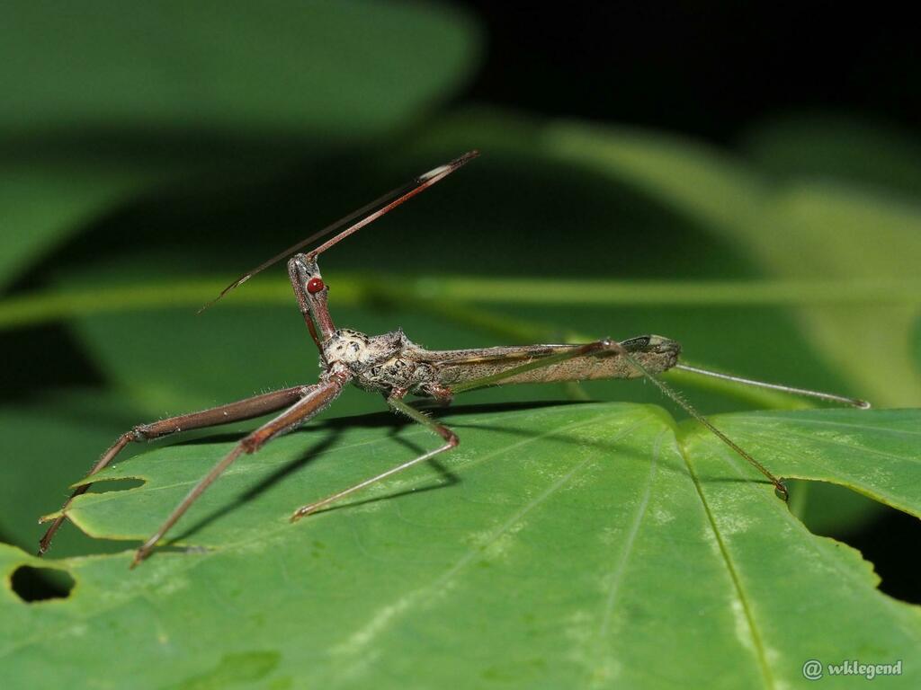 Endochus from 香港西貢 on July 19, 2022 at 01:33 PM by wklegend · iNaturalist