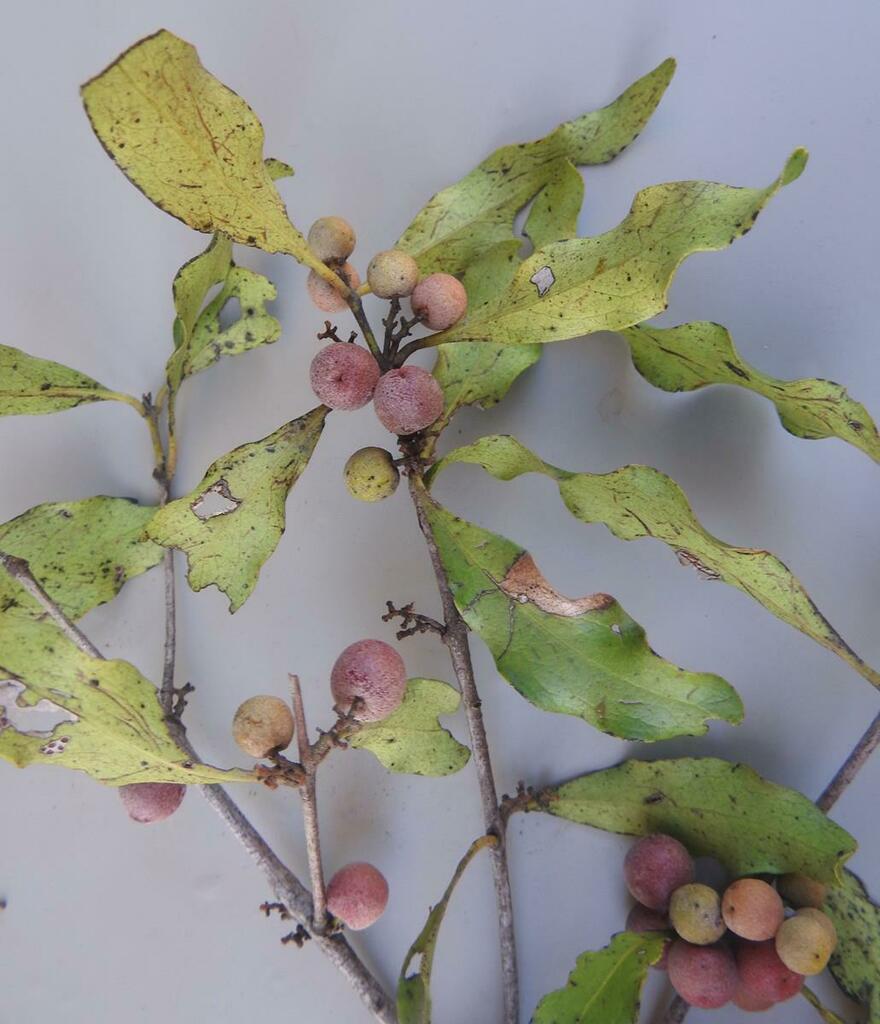 Magic Gwarrie from Phosheni, South Africa on June 14, 2022 at 02:22 PM ...