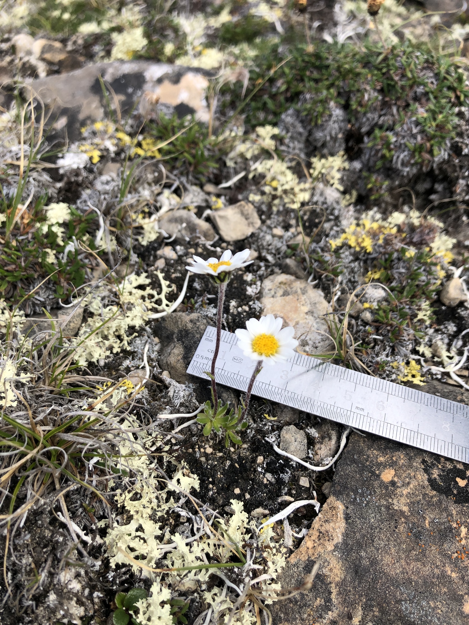 Arctanthemum integrifolium (Richards.) Tzvelev