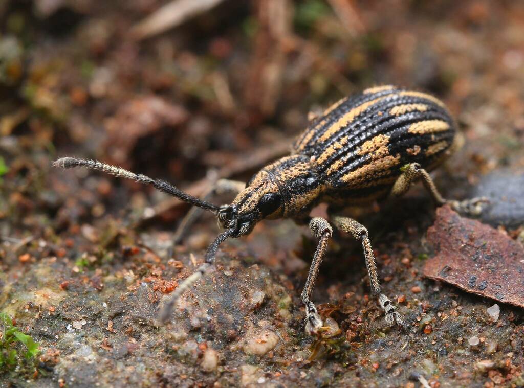 Myllocerinus from 中国重庆市江津区 on July 13, 2022 at 09:28 AM by Shiwan Lu ...