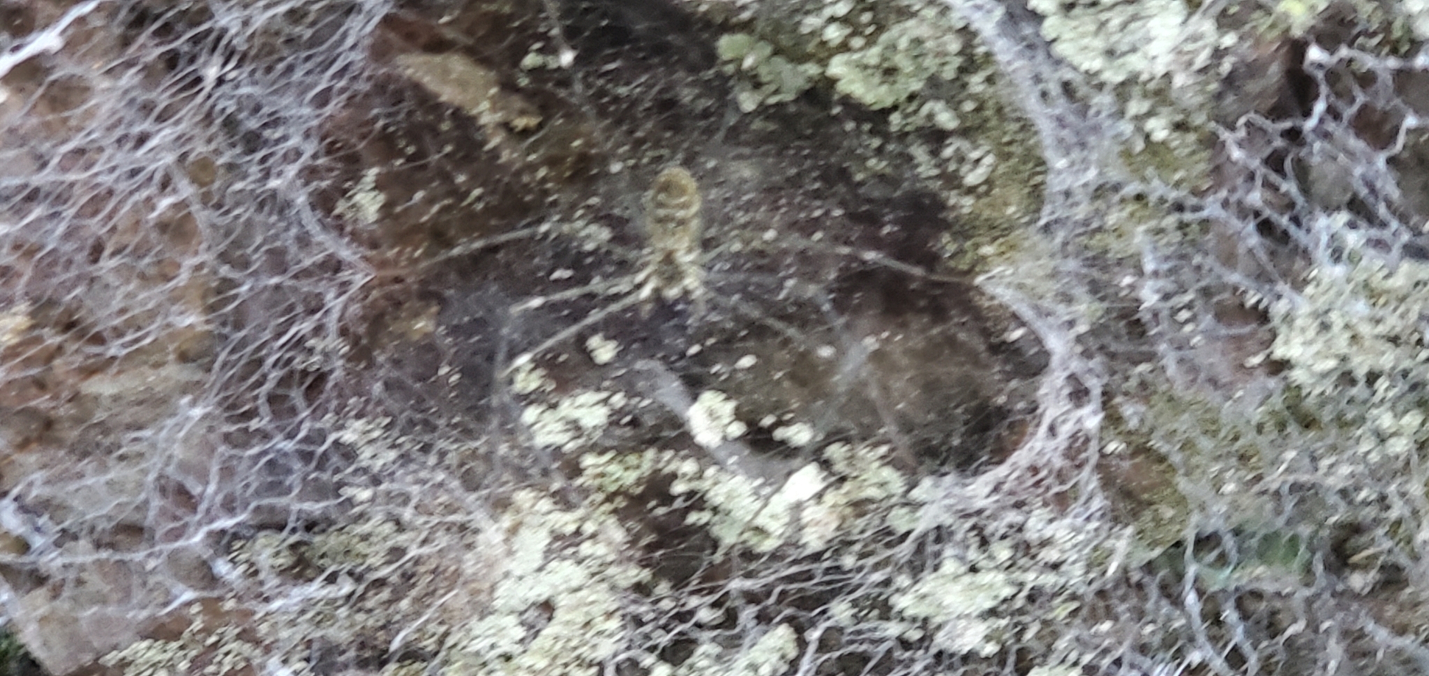 Hypochilidae