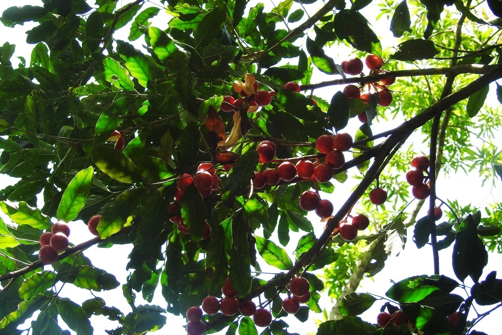 American muskwood from Villaflores, Chis., México on July 12, 2018 at ...