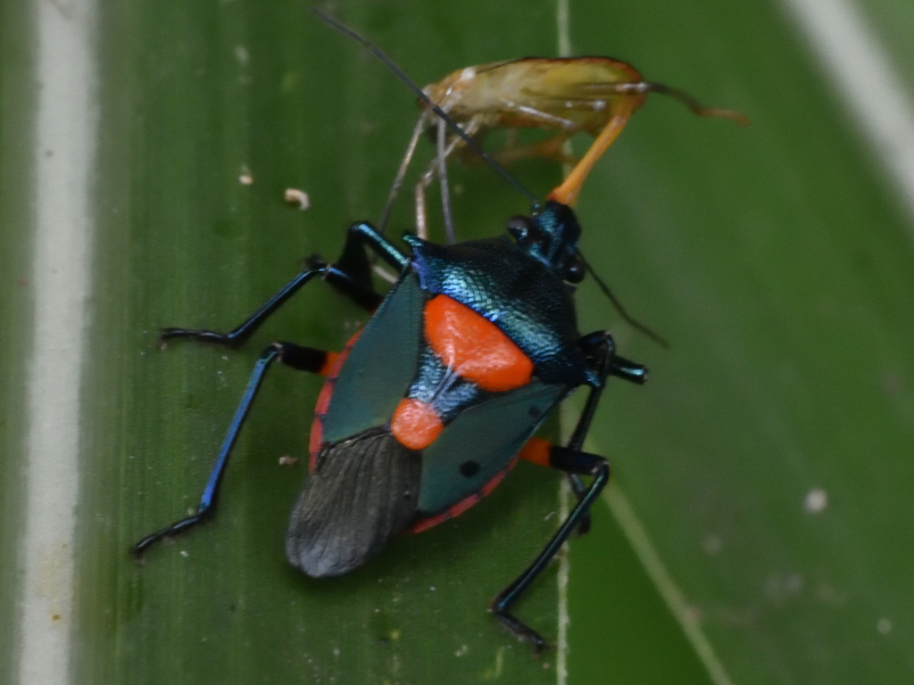 Florida Predatory Stink Bug from Jardines de las Animas, 91190 Xalapa ...