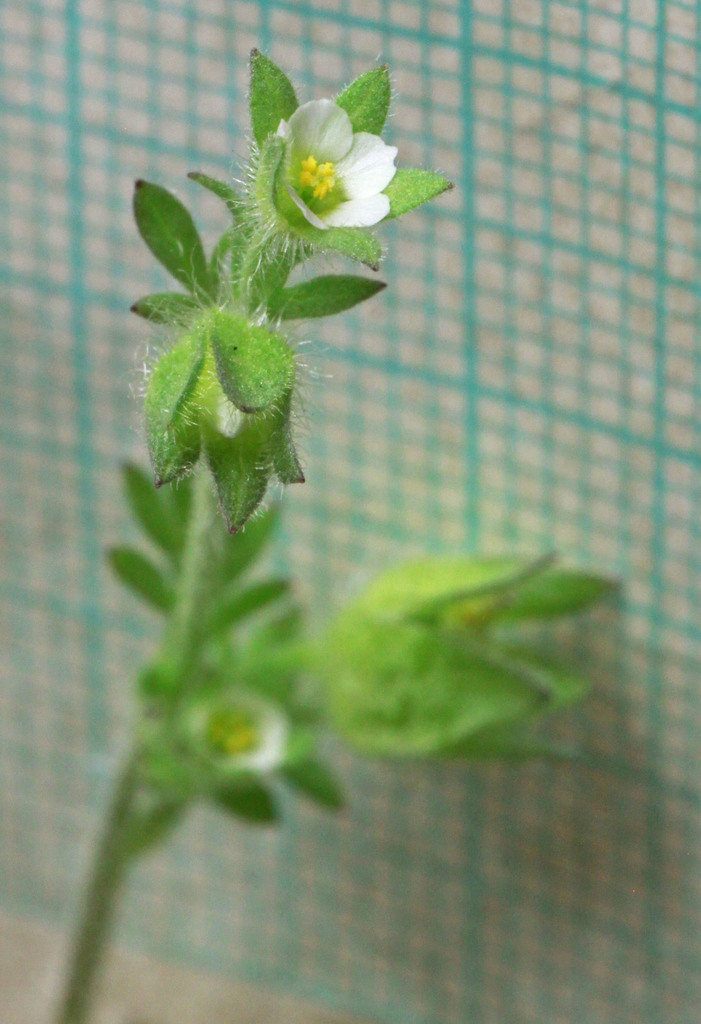 Aunt Lucies (Hydrophyllaceae (Waterleaf) of the Pacific Northwest ...