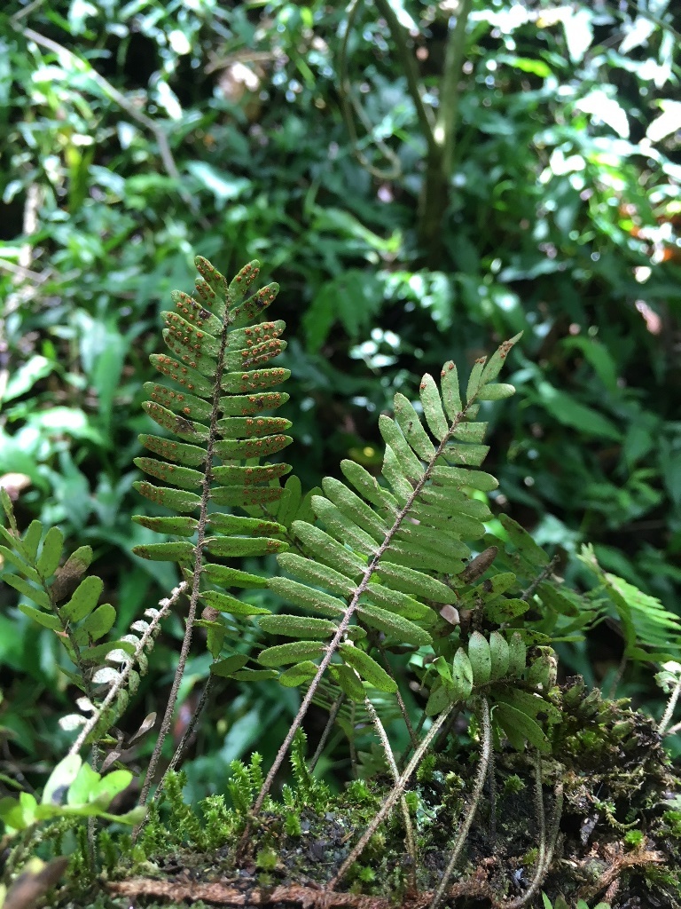 Pleopeltis polypodioides var. polypodioides