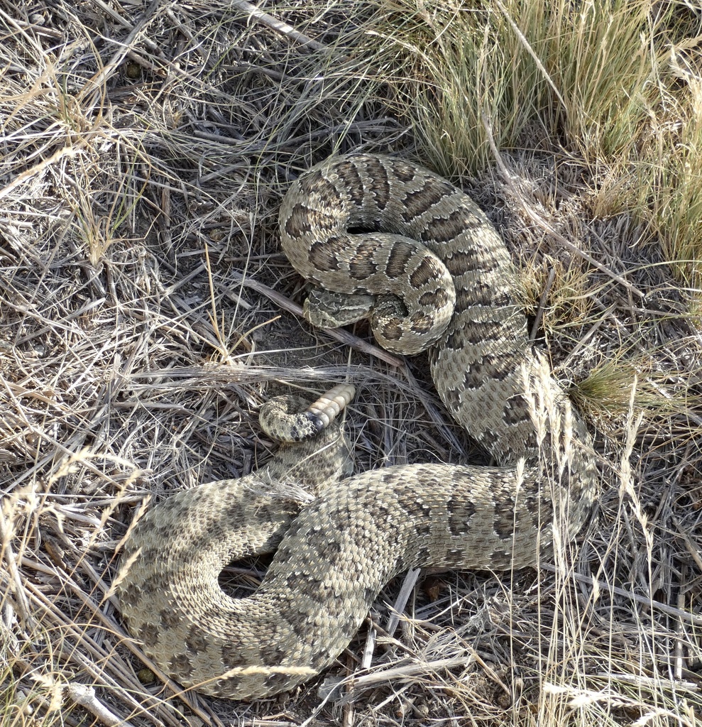 Prairie Rattlesnake from Seminoe Rd, Rawlins, WY, US on July 18, 2022 ...