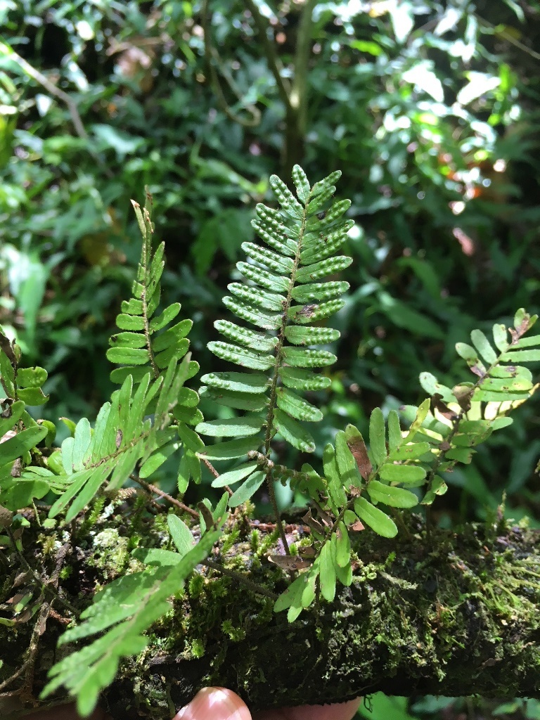 Pleopeltis polypodioides var. polypodioides