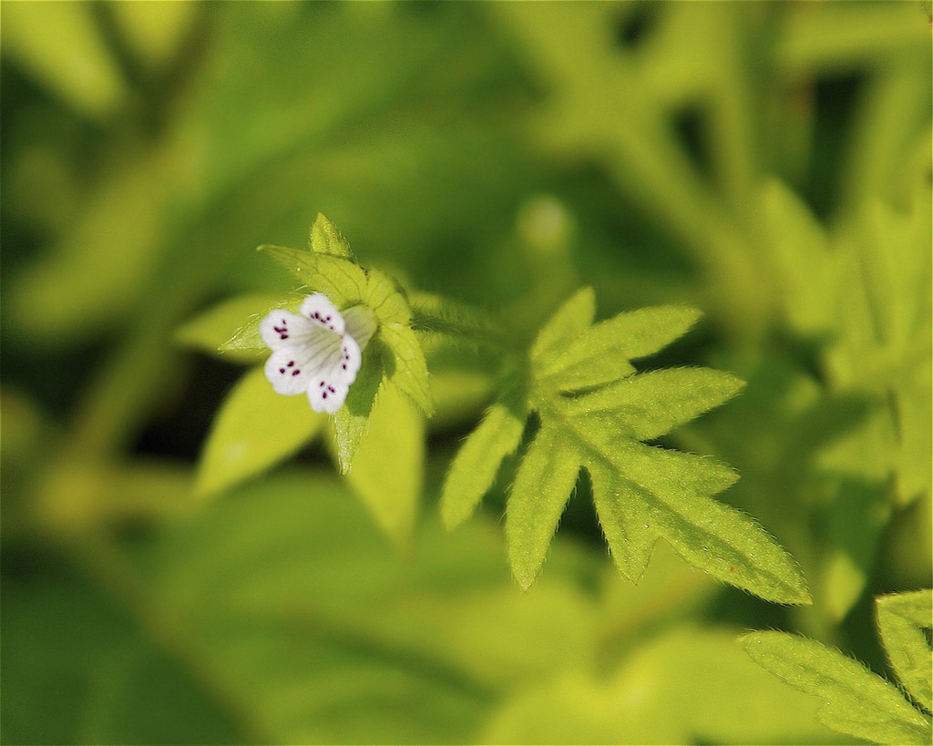 Aunt Lucy (Ellisia nyctelea) - Botanical Realm