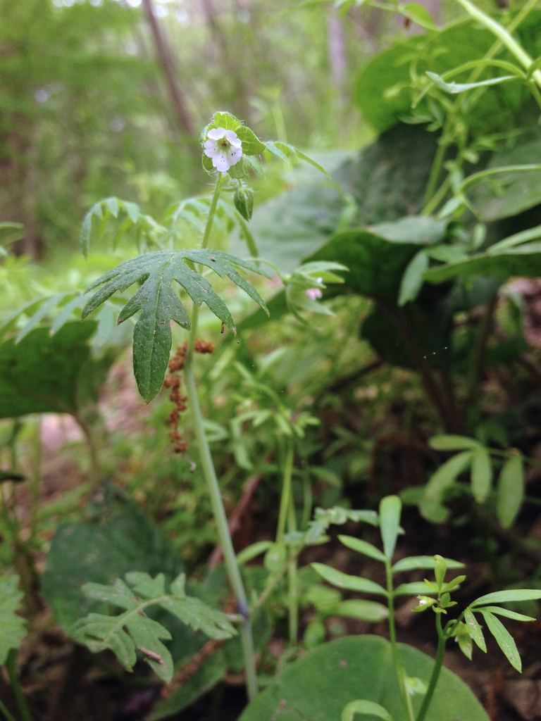 Aunt Lucy (Ellisia nyctelea) - Botanical Realm