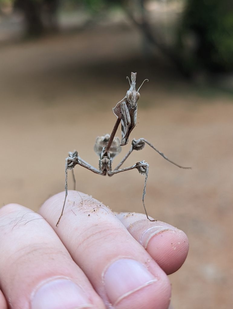 Wandering Violin Mantis from Kallady Mugathuvaram, Kallady, Sri Lanka ...