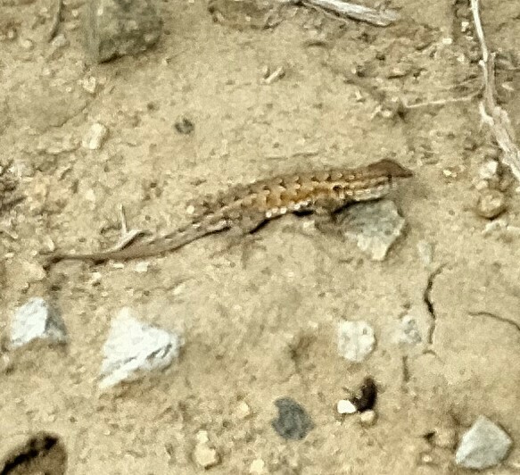 Common Side-blotched Lizard from San Elijo Lagoon, California, USA on ...