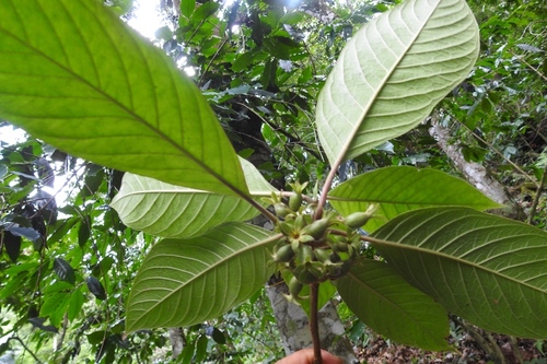 Palo colorado (Sommera grandis)