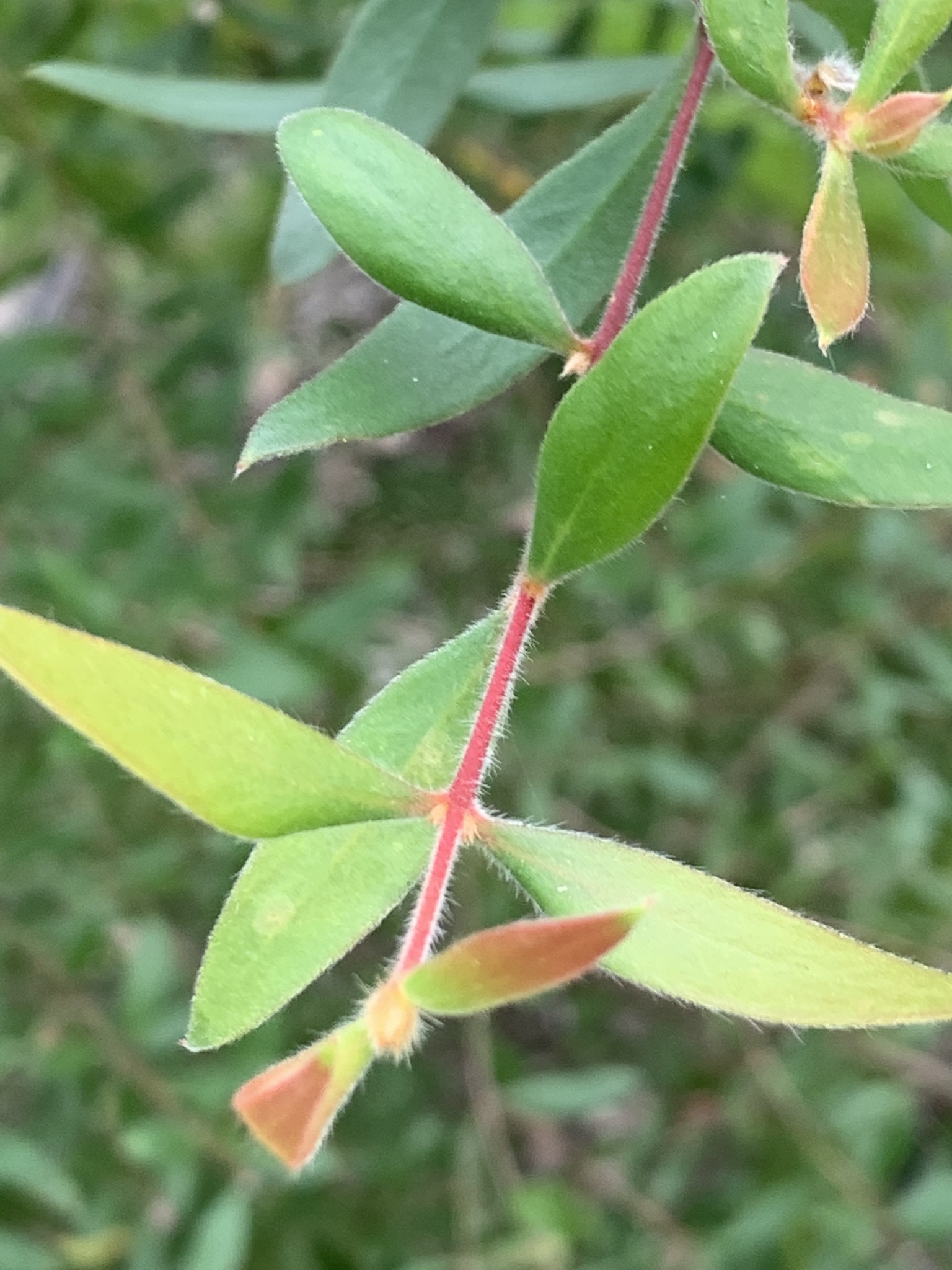 Persoonia sericea A.Cunn. ex R.Br.