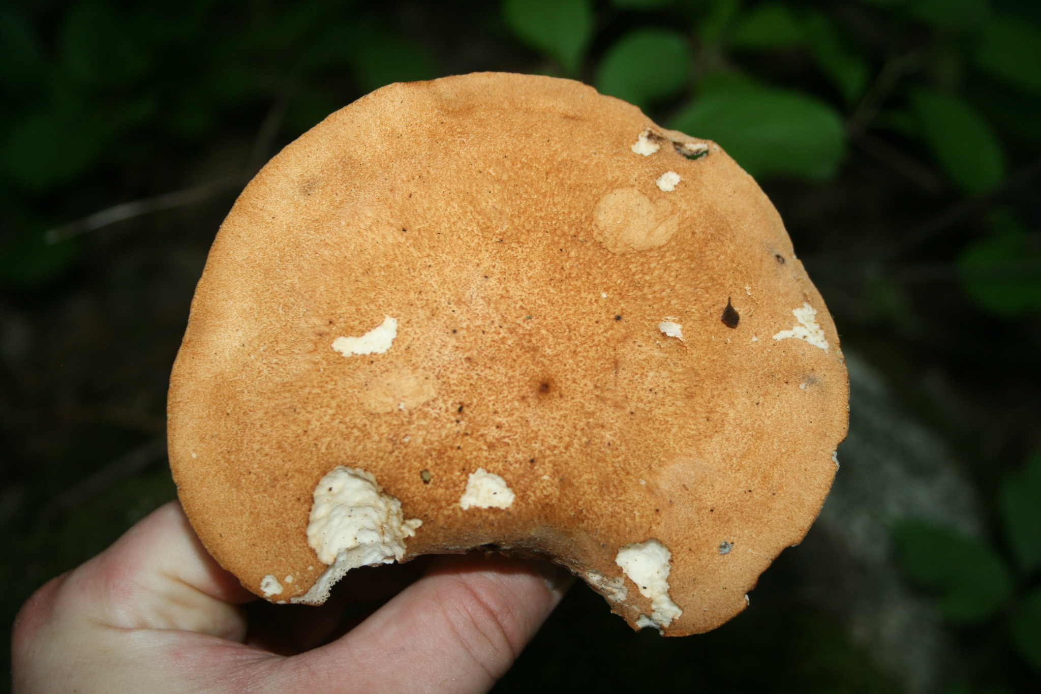 Polyporus radicatus Schwein.