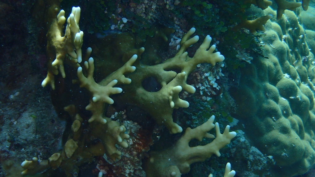 Millepora tenera from Hagåtña, Guam on July 19, 2022 at 11:28 AM by ...