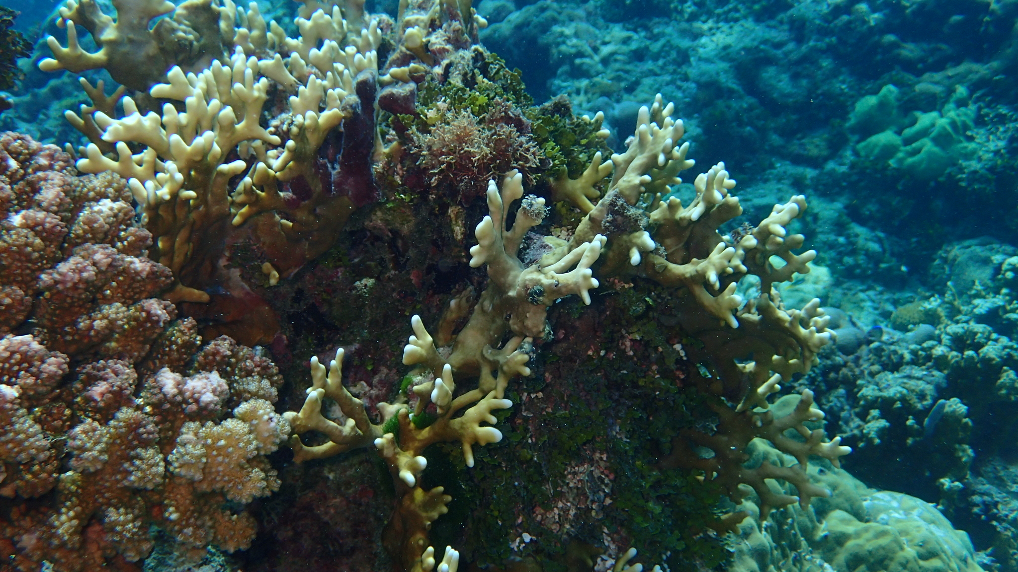 Millepora tenera Boschma, 1949