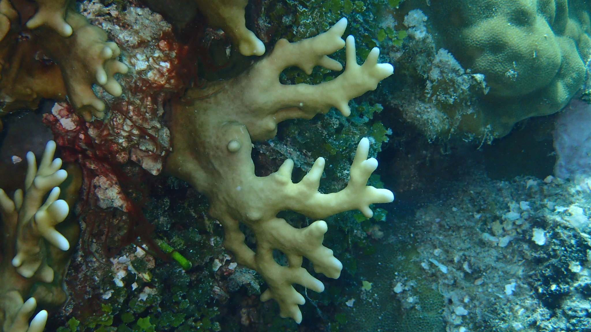 Millepora tenera Boschma, 1949