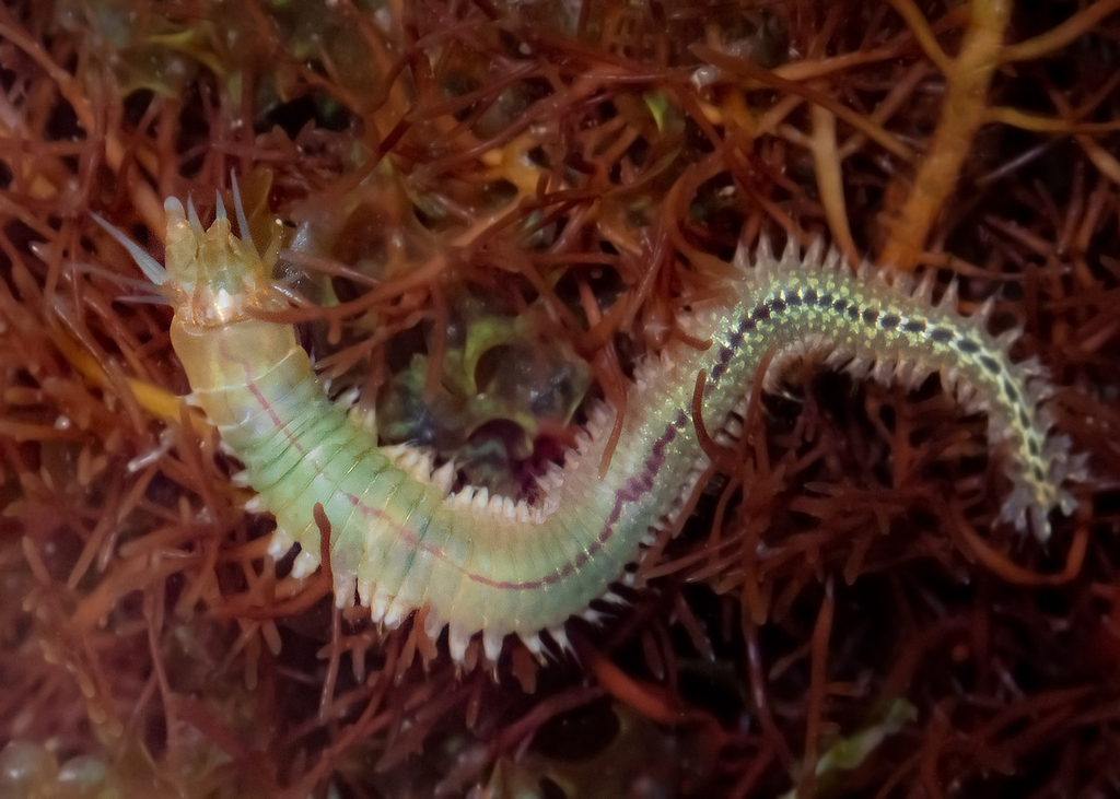 Ragworms and Allies in July 2022 by christrent · iNaturalist