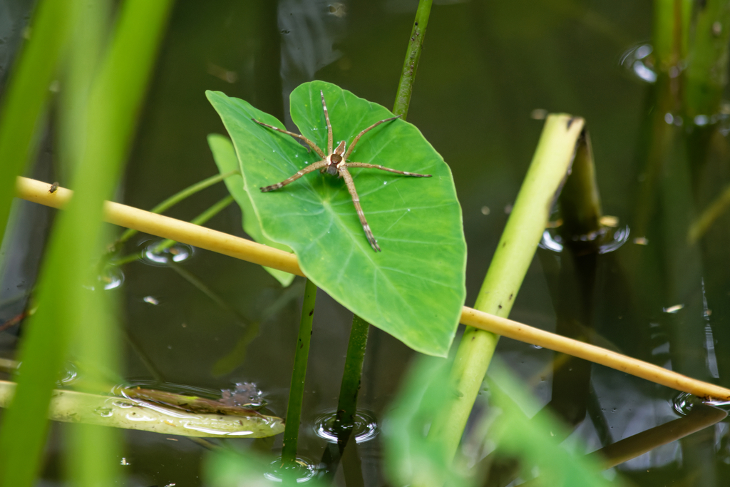 Common White-flanked Water Spider from Song Phi Nong, Kaeng Krachan ...