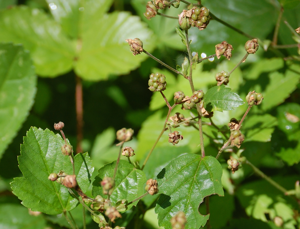 swamp dewberry (Rubus hispidus) - Botanical Realm